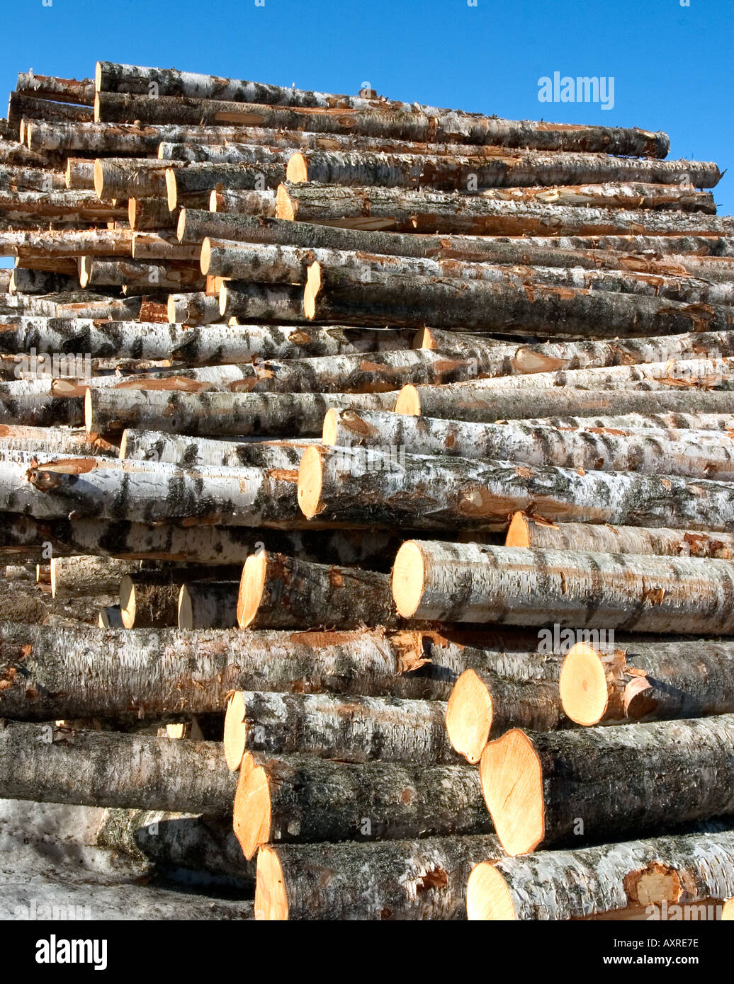 Hardwood birch log pile , Finland Stock Photo - Alamy