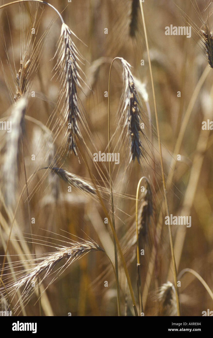 Wheat pods hi-res stock photography and images - Alamy