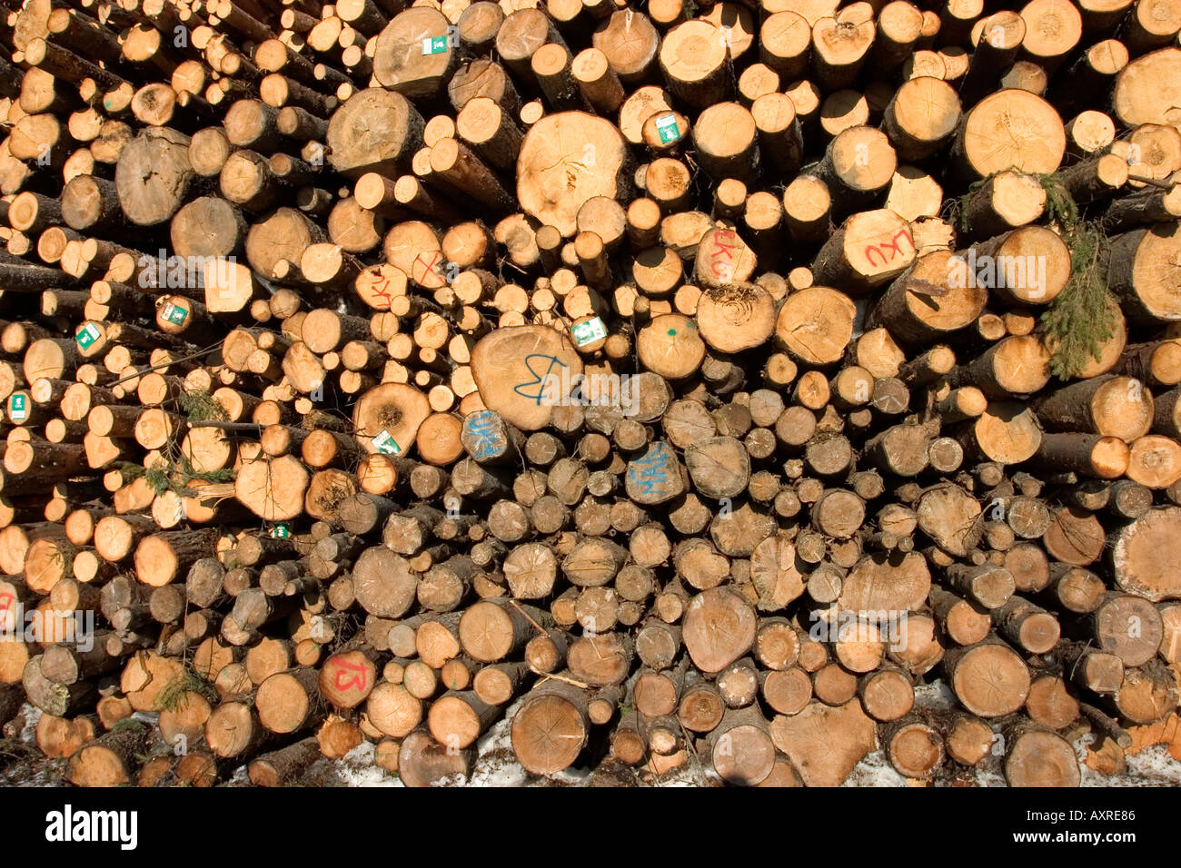 Close-up of a inventory spruce log pile with layers of old and new logs ...