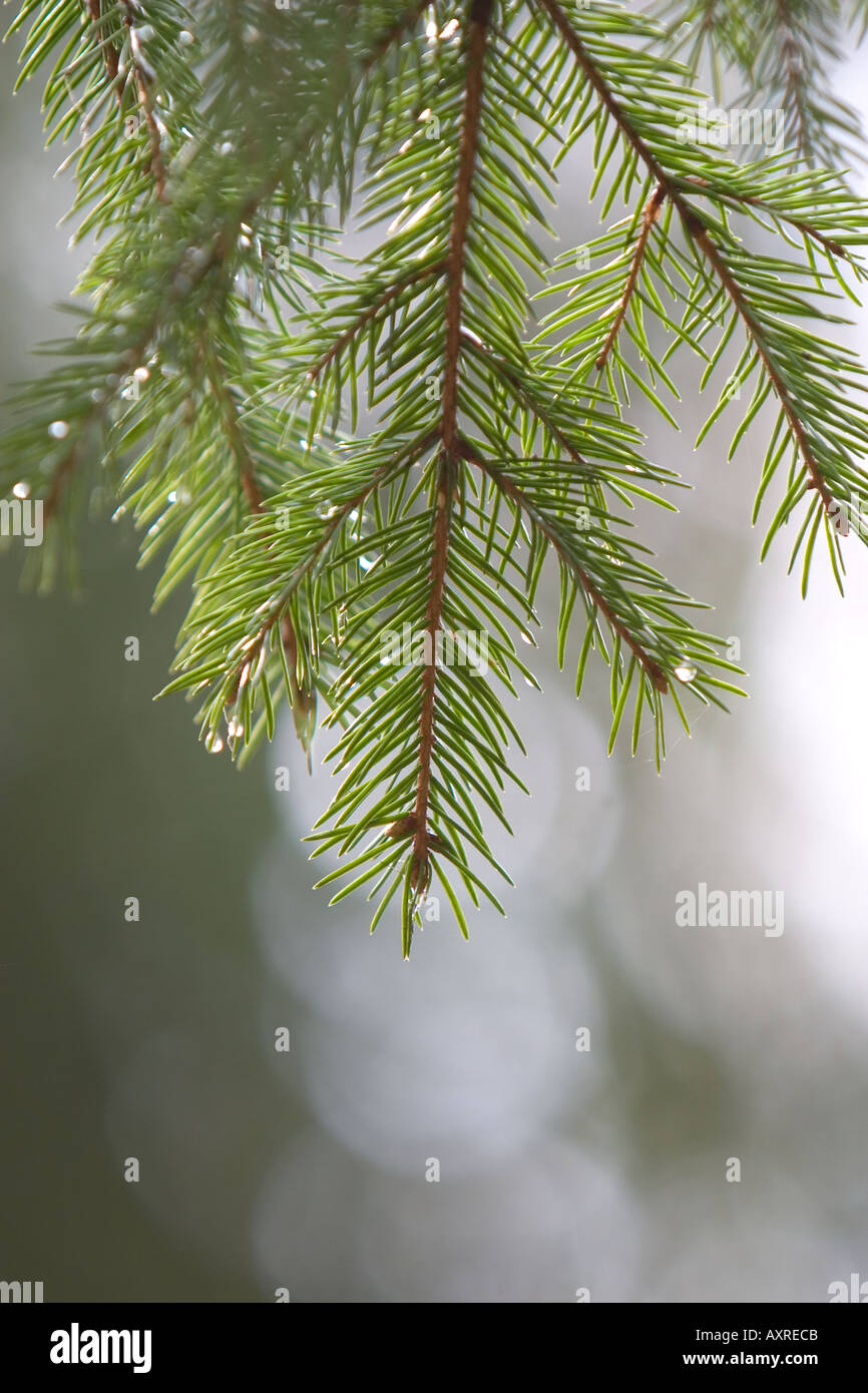 Tip of a spruce branch ( picea abies ) after rain Stock Photo - Alamy