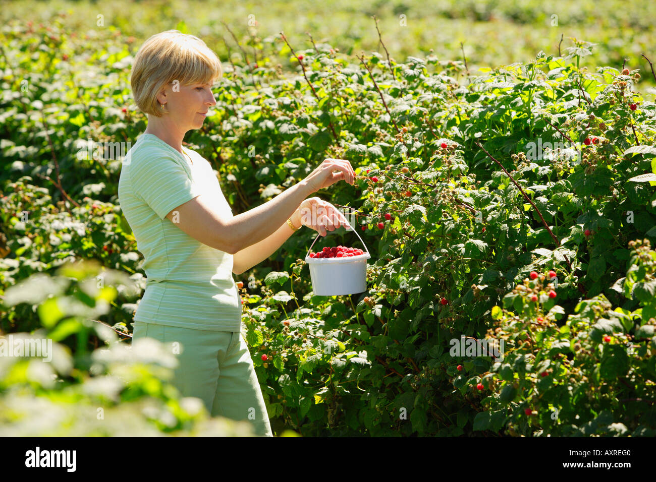 Raspberry picking field hi-res stock photography and images - Alamy