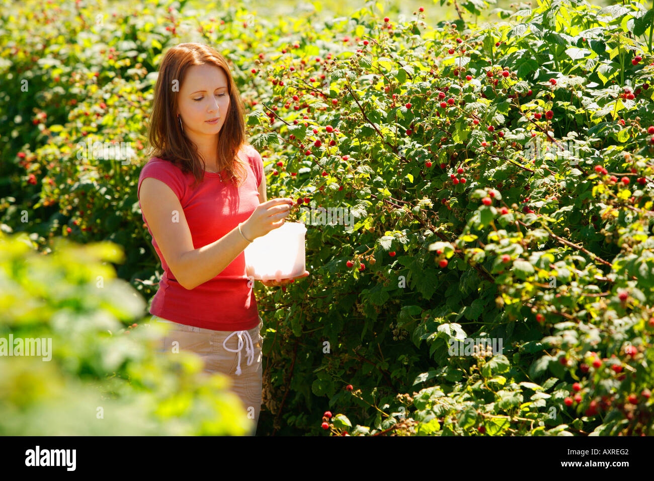 Rasberry field hi-res stock photography and images - Alamy