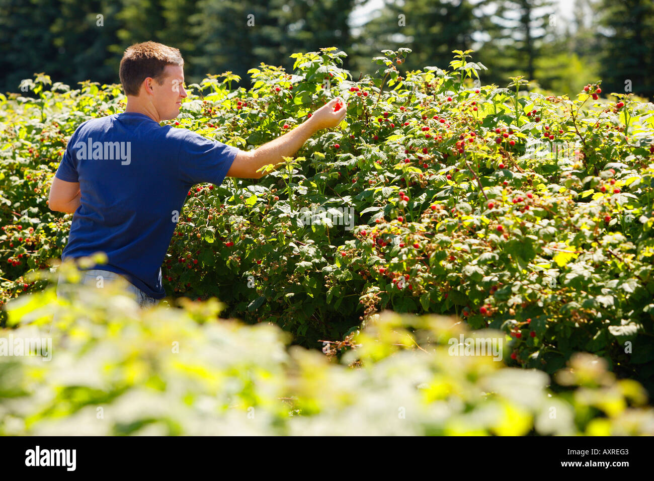Raspberry picking field hi-res stock photography and images - Alamy