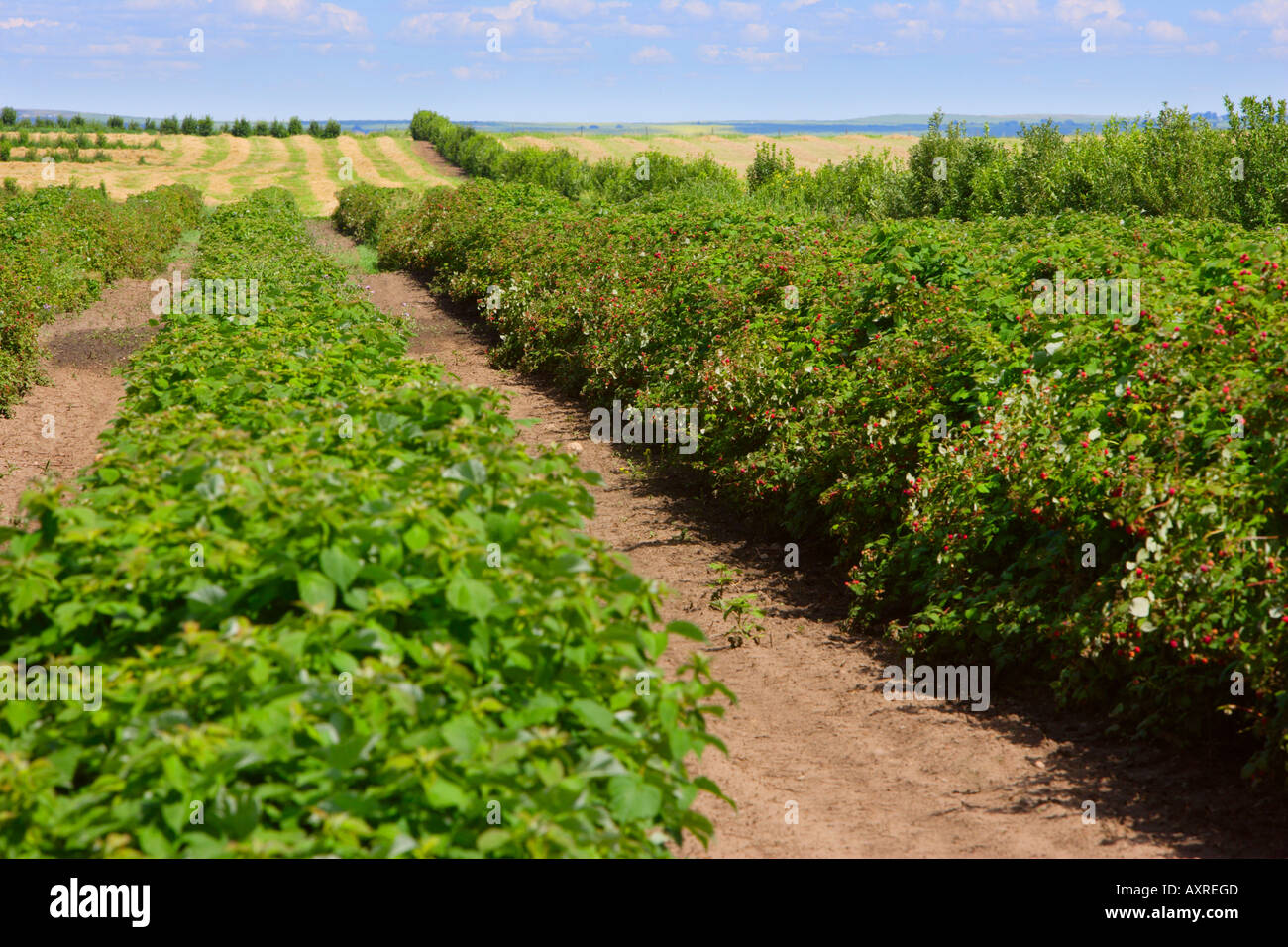 Rasberry field hi-res stock photography and images - Alamy