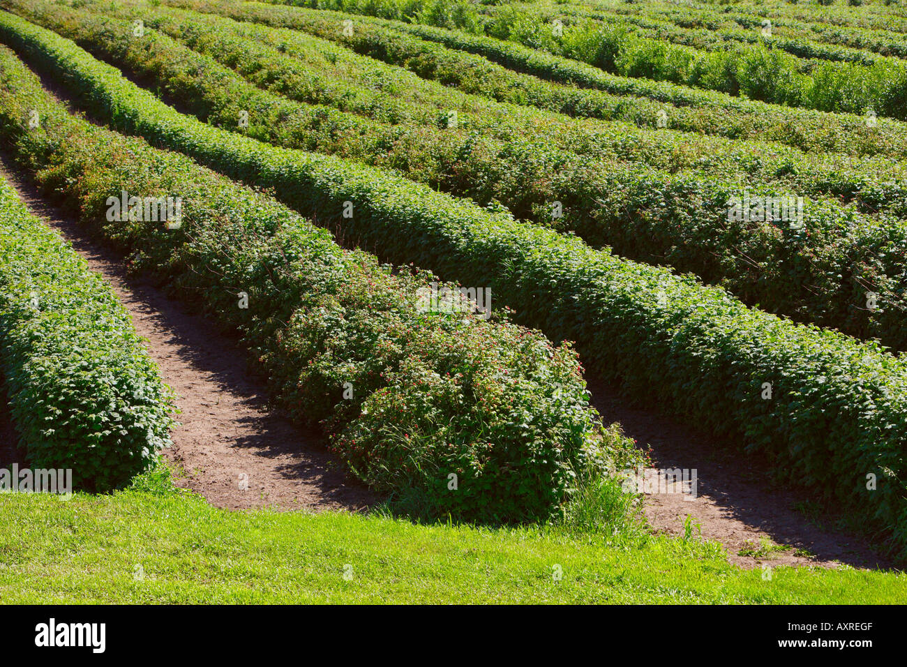 Raspberry field hi-res stock photography and images - Alamy