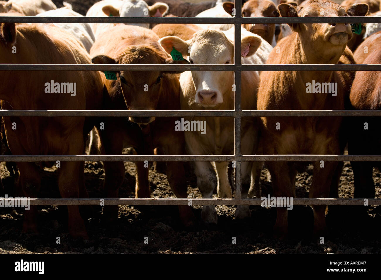 Corralled animals hi-res stock photography and images - Alamy