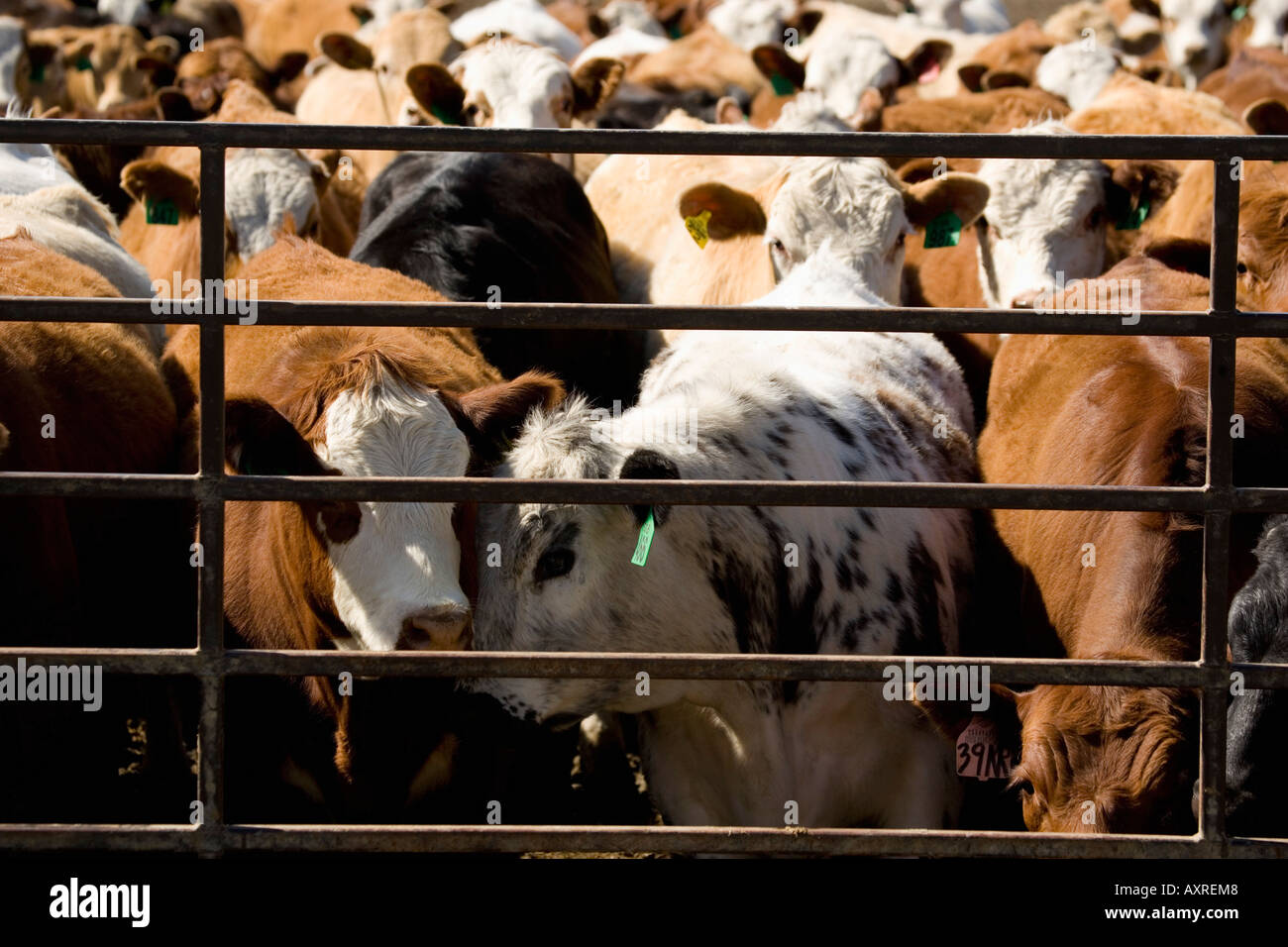 Enclosures for cattle hi-res stock photography and images - Alamy