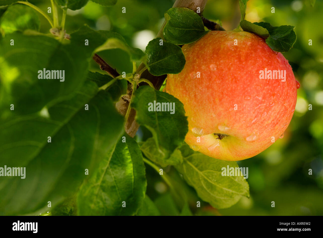 Apple in a tree Stock Photo - Alamy