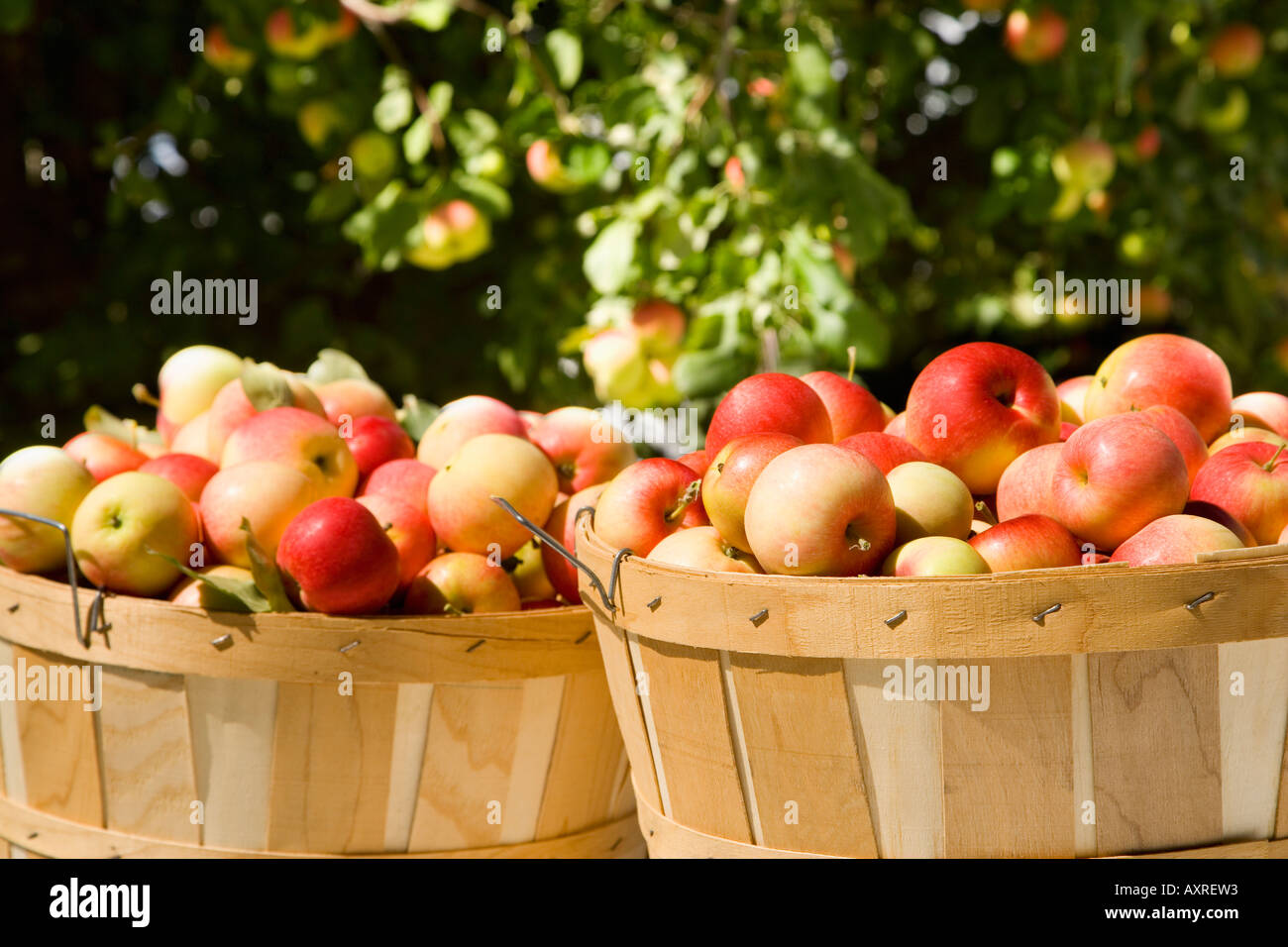 Bushels of fruit hi-res stock photography and images - Alamy