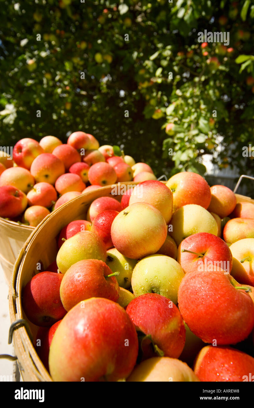 Bushels food hi-res stock photography and images - Alamy