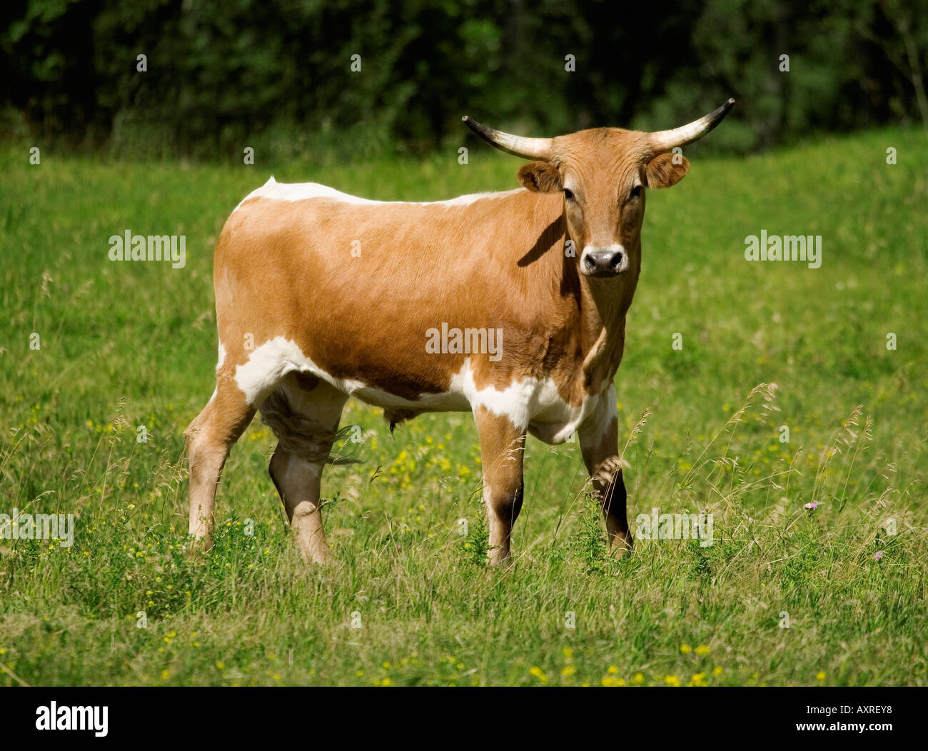 Days of the longhorn hi-res stock photography and images - Alamy