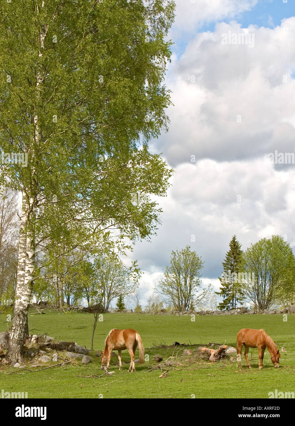 View of Finnish breed horses at meadow , Finland Stock Photo - Alamy
