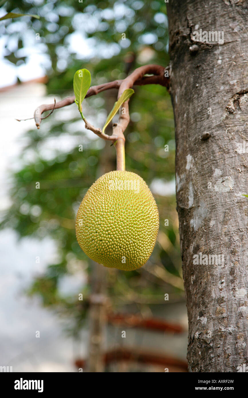 Jackfruit philippines hi-res stock photography and images - Alamy