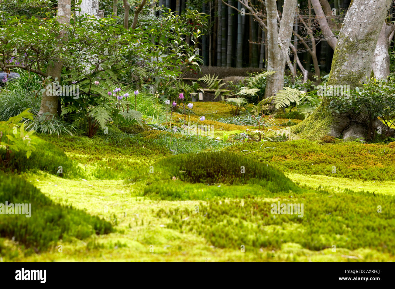 Moss garden at Gioji temple, Kyoto, Japan, Spring Stock Photo - Alamy