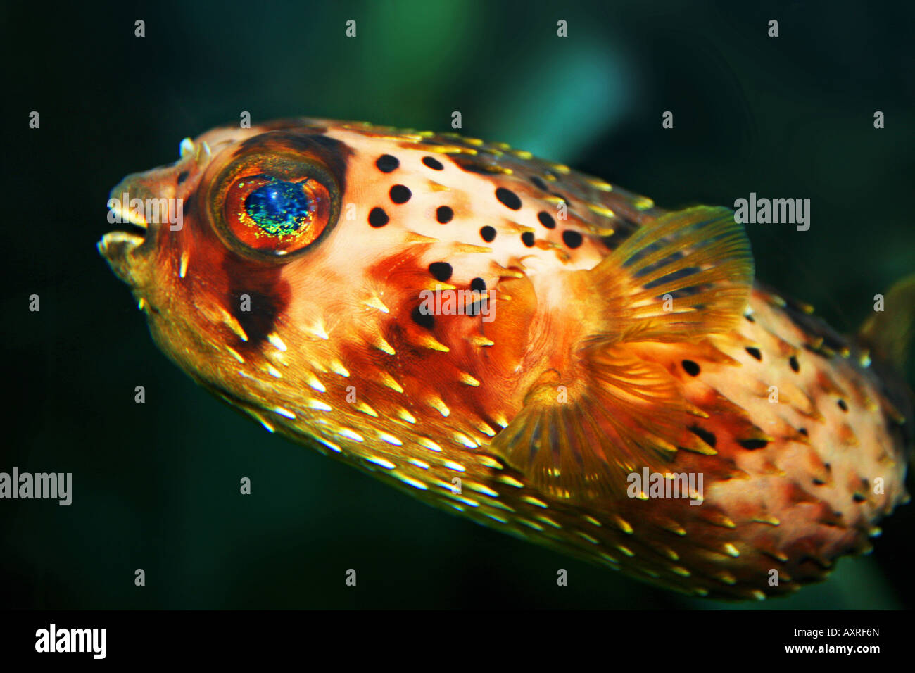 Puffer fish hi-res stock photography and images - Alamy