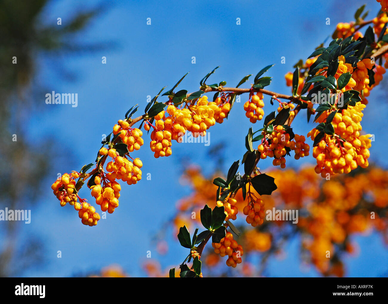 Berberis darwinii (Darwin's berberry Stock Photo - Alamy