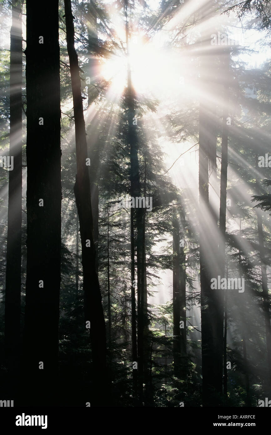 Light Rays Coming Through Evergreen Forest Stock Photo - Alamy