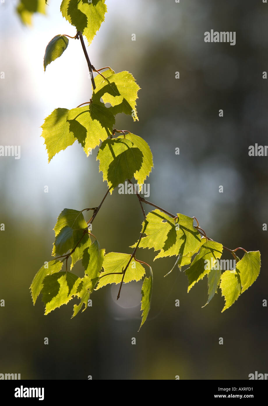 Transparent backlight hi-res stock photography and images - Alamy
