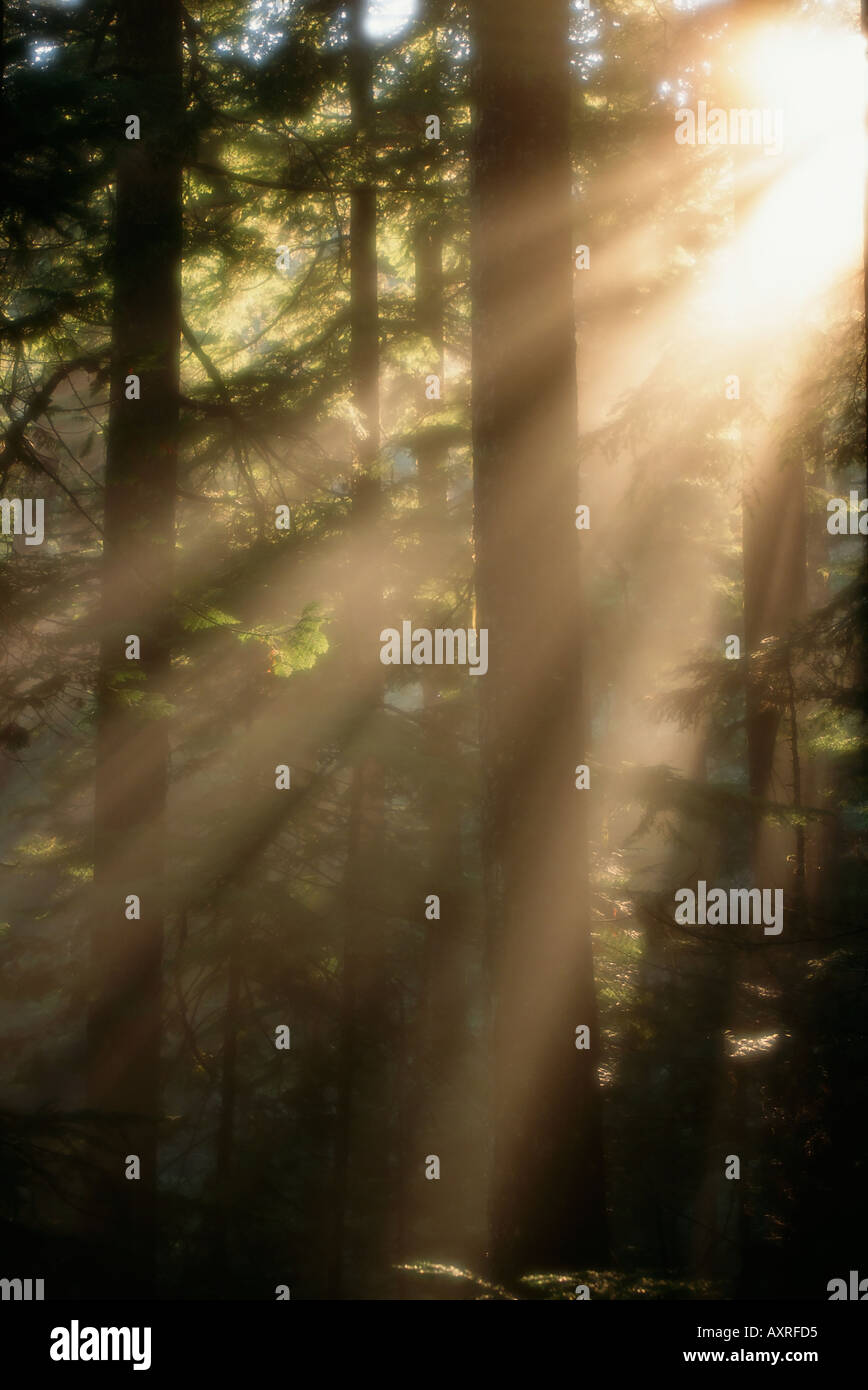 Light Rays Coming Through Evergreen Forest Stock Photo - Alamy