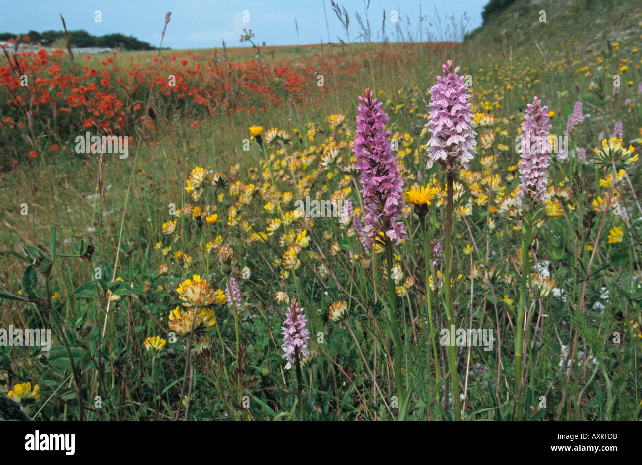 Common Spotted Orchid Wild Flowers Stock Photo - Alamy