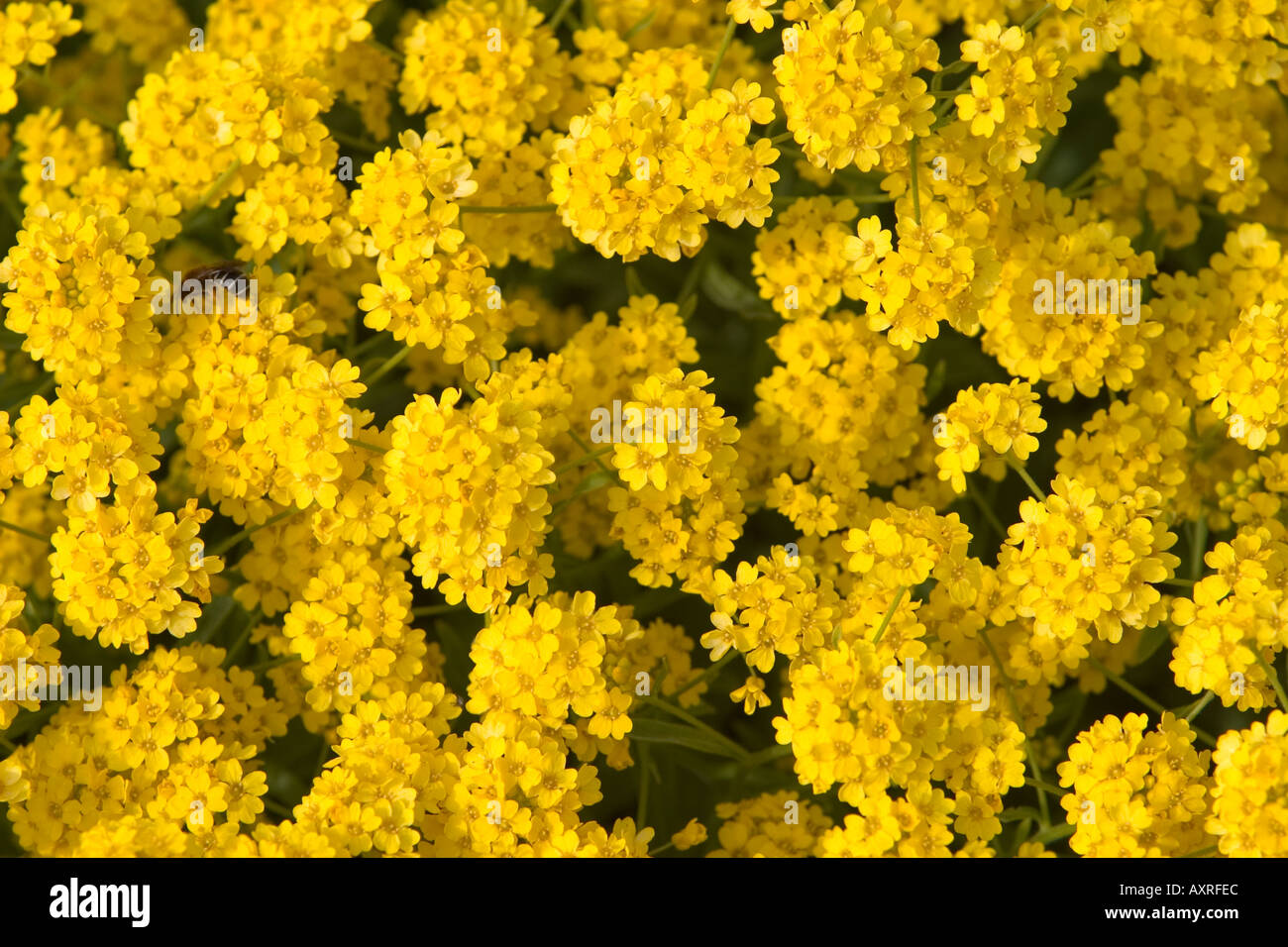 Multiple small yellow flowers hi-res stock photography and images - Alamy