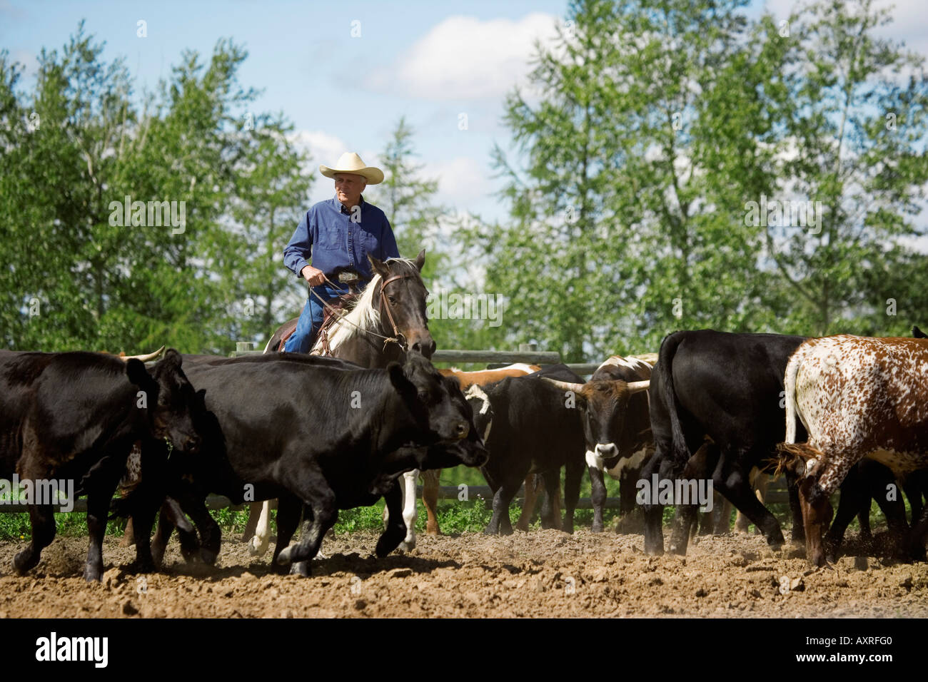 Cowboys rounding up cattle hi-res stock photography and images - Alamy