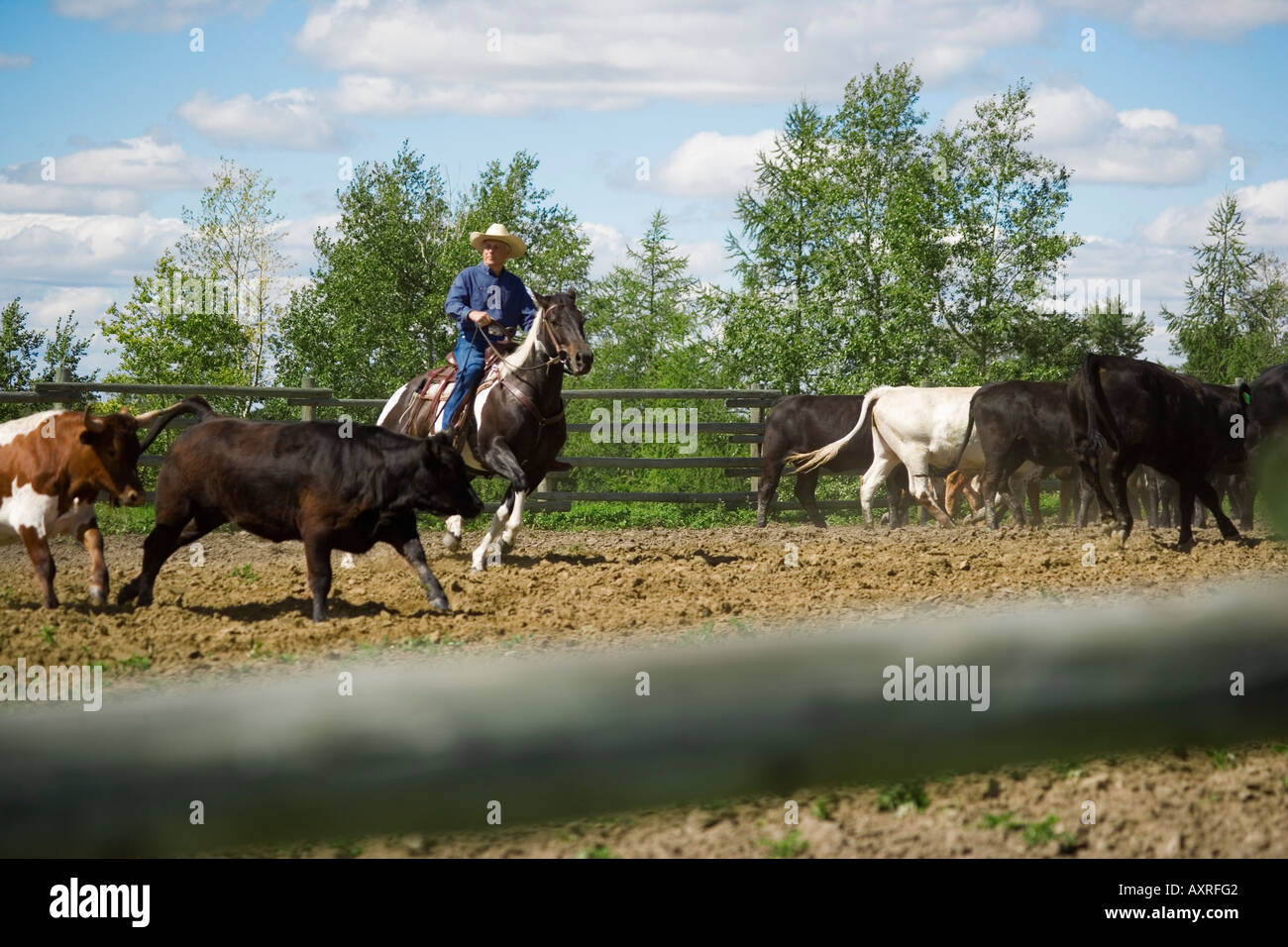 Longhorn cattle in a corral Stock Photo - Alamy