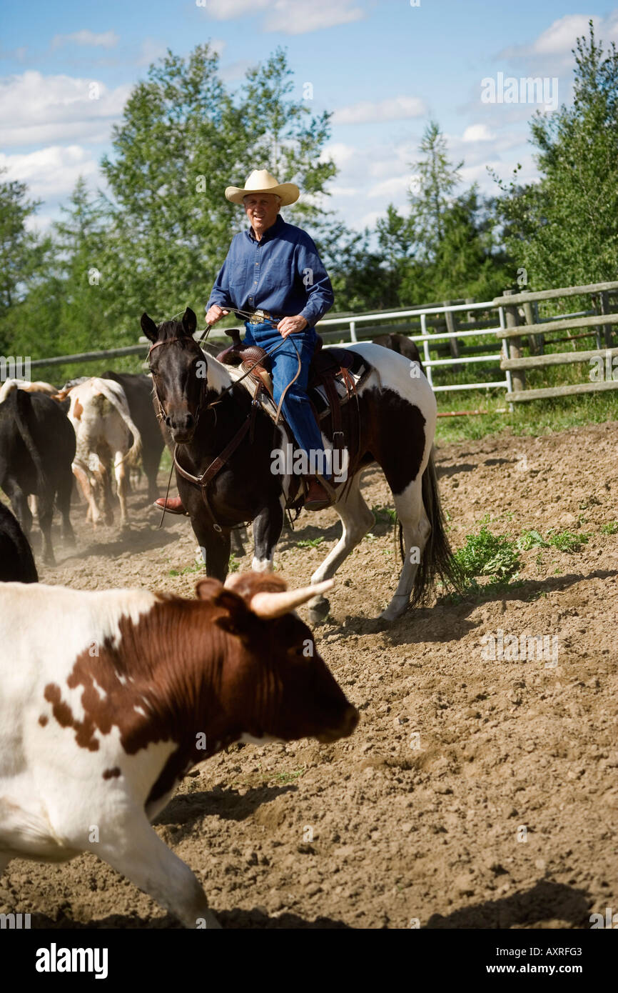 Rounding up cattle Stock Photo - Alamy