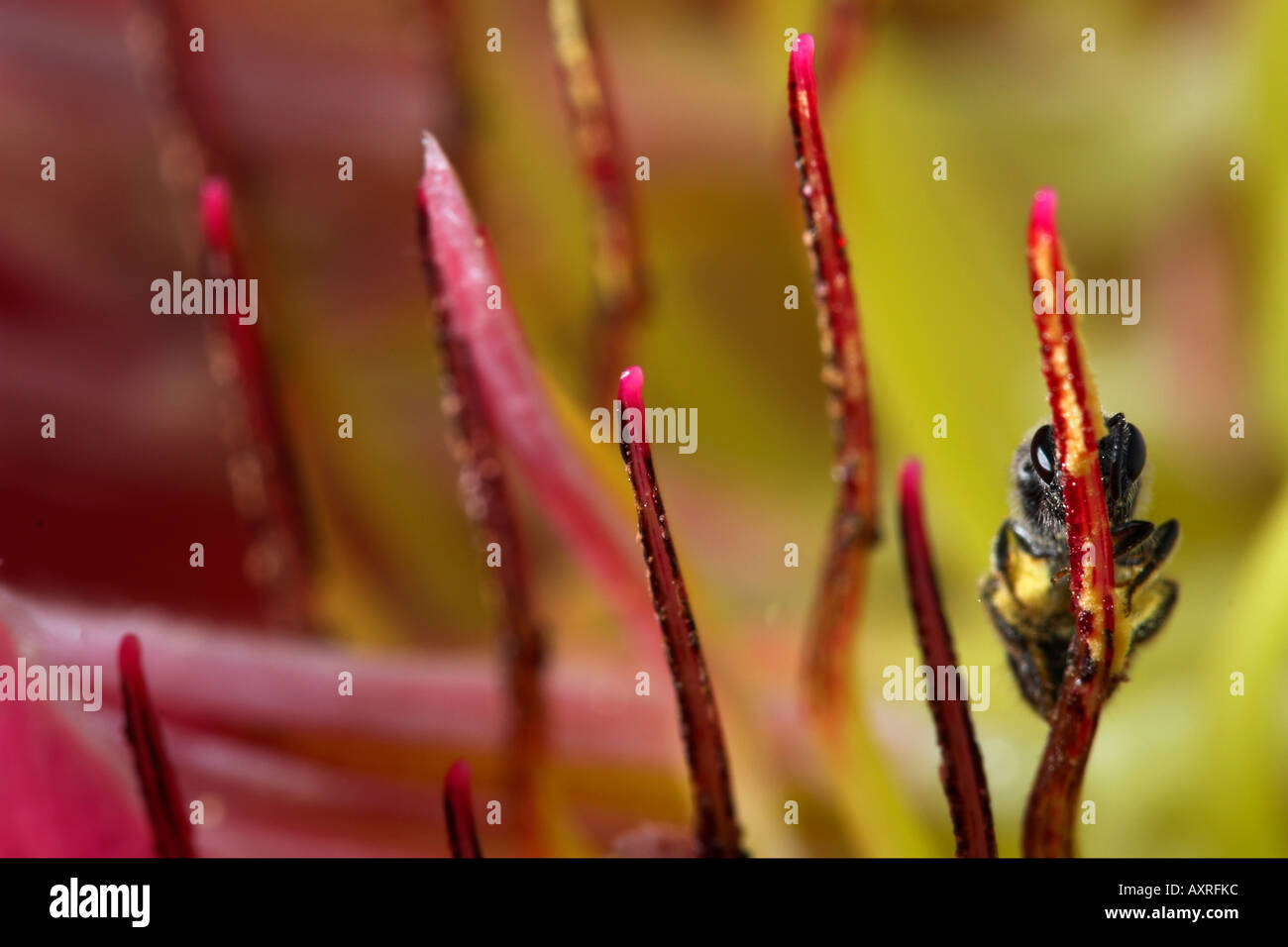 Bee African honey Stock Photo - Alamy