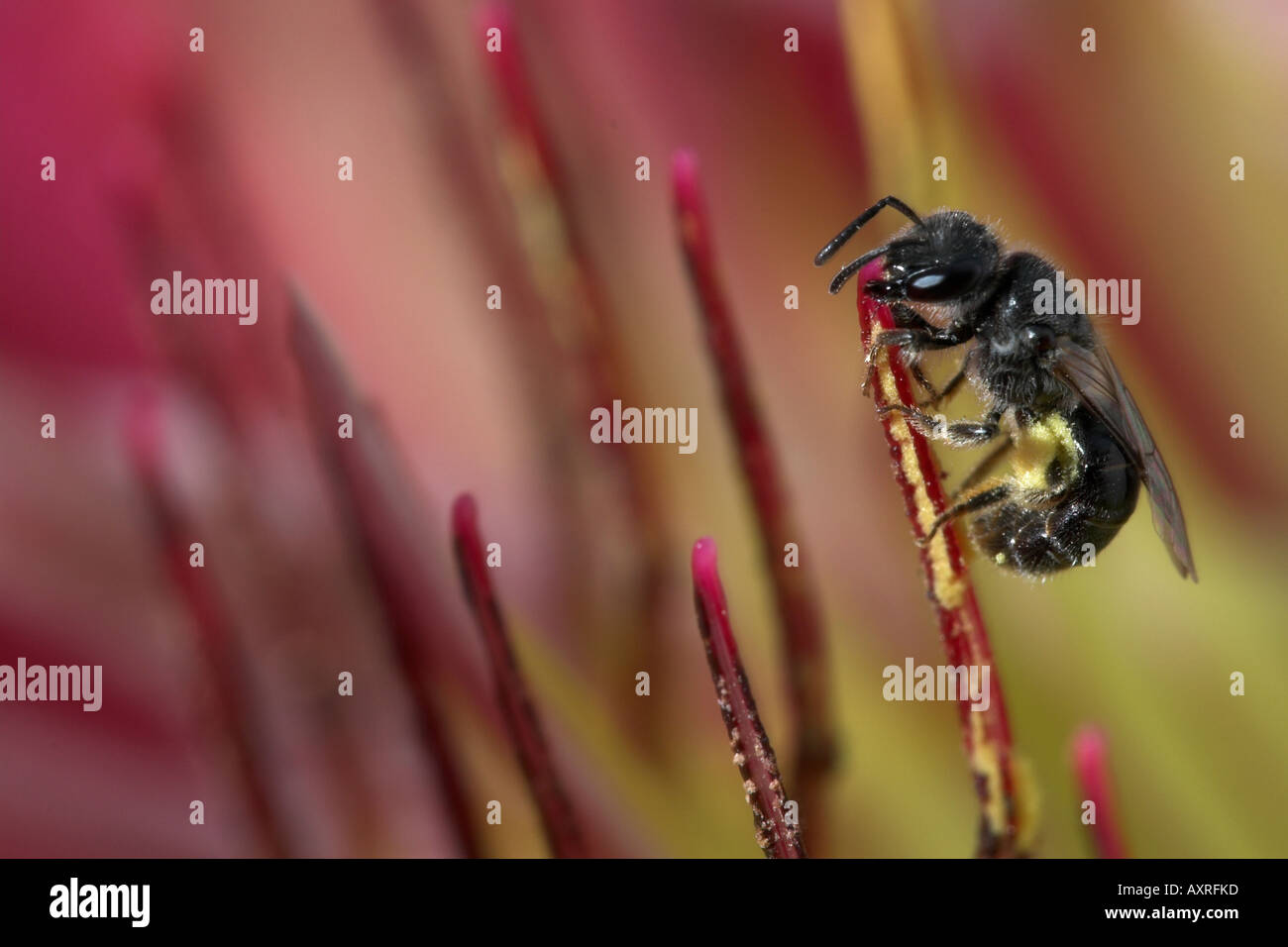 Bee African honey Stock Photo - Alamy