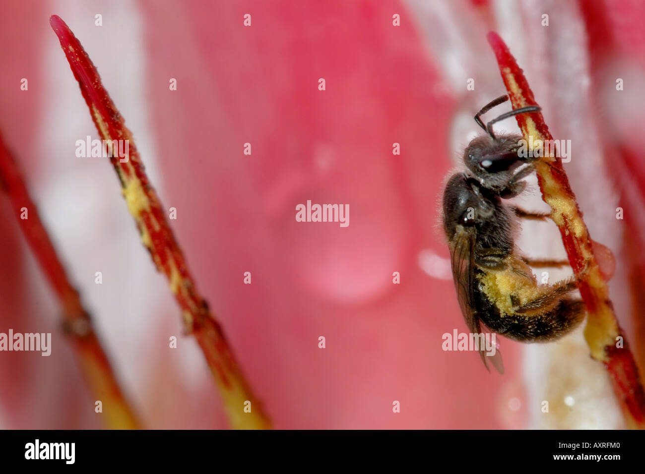 Bee African honey Stock Photo - Alamy