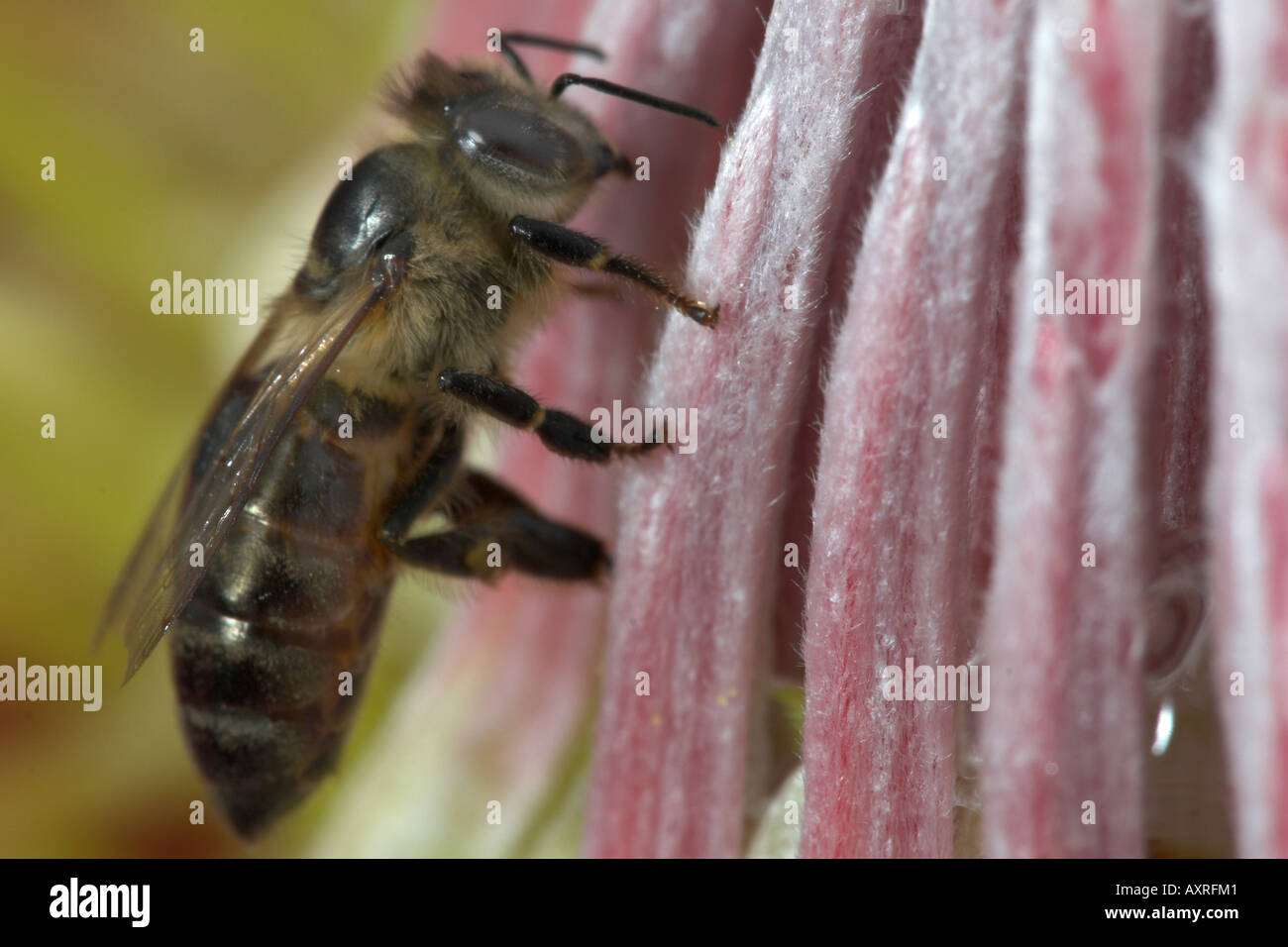 Bee African honey Stock Photo - Alamy