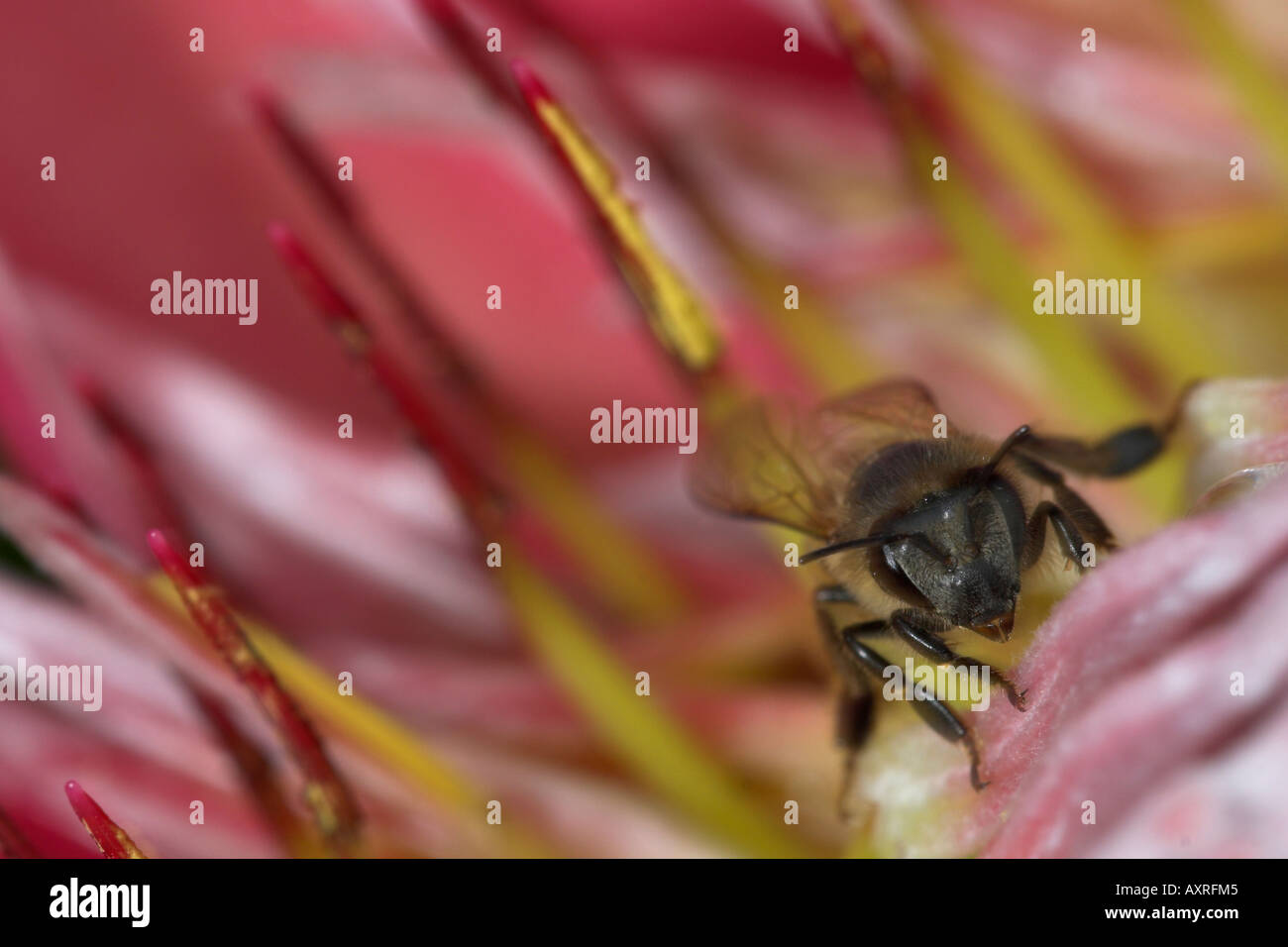 Bee African honey Stock Photo - Alamy