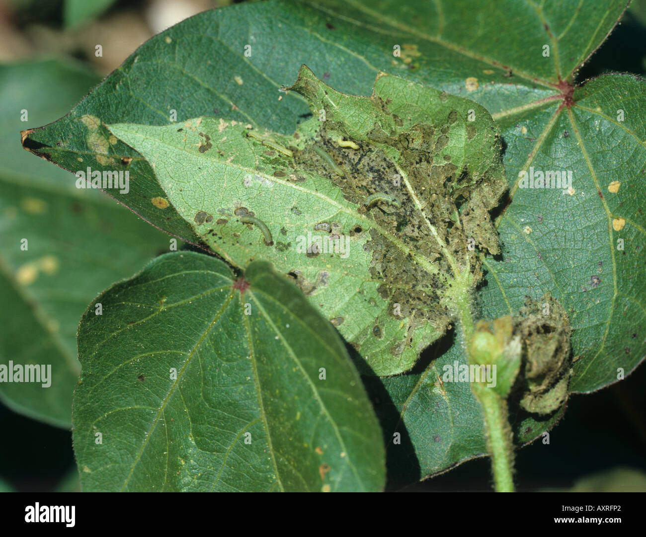 Lesser armyworm Spodoptera exigua young caterpillars and damage to a ...