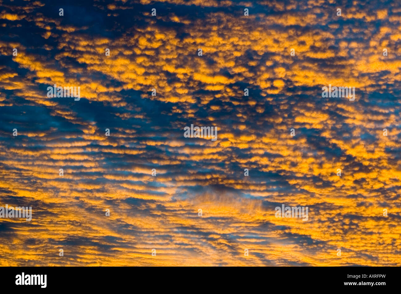 gold clouds at sunset Stock Photo - Alamy