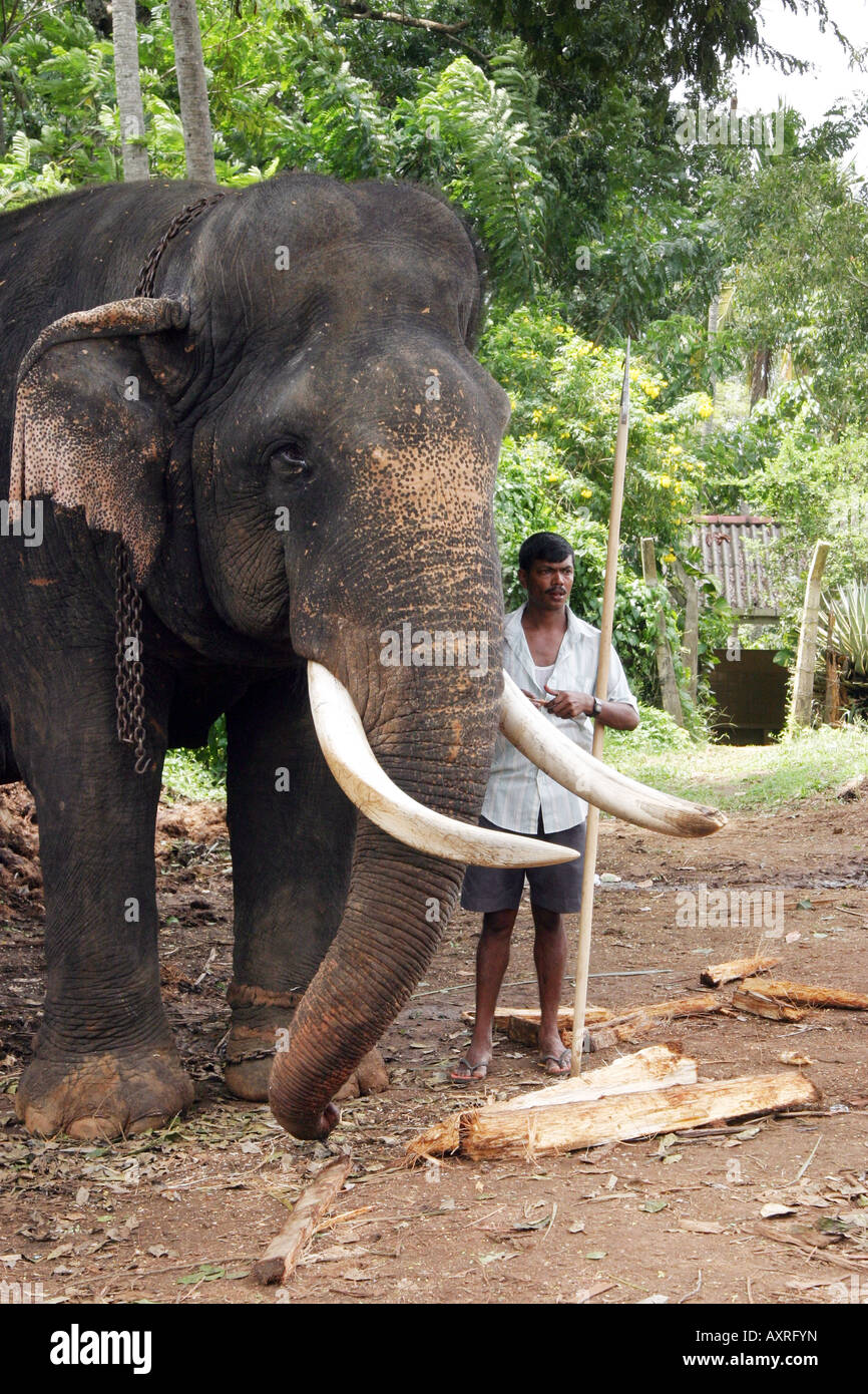 Sri lanka elephant owner - A mahout or handler shows his Asian elephant ...
