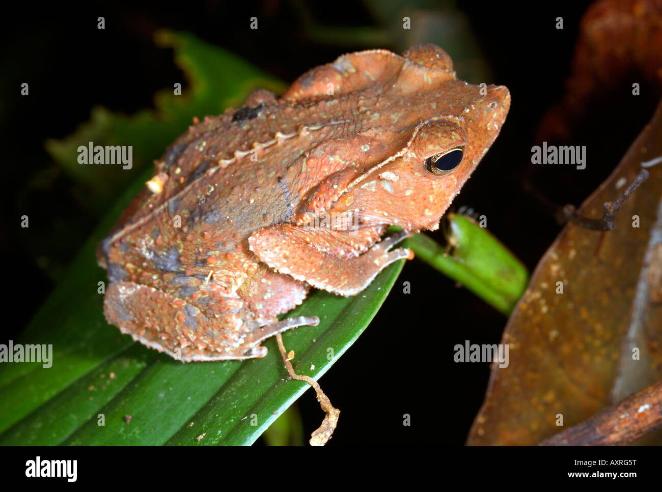 Amazon Crested Toad (Rhinella margaritifer species complex Stock Photo ...