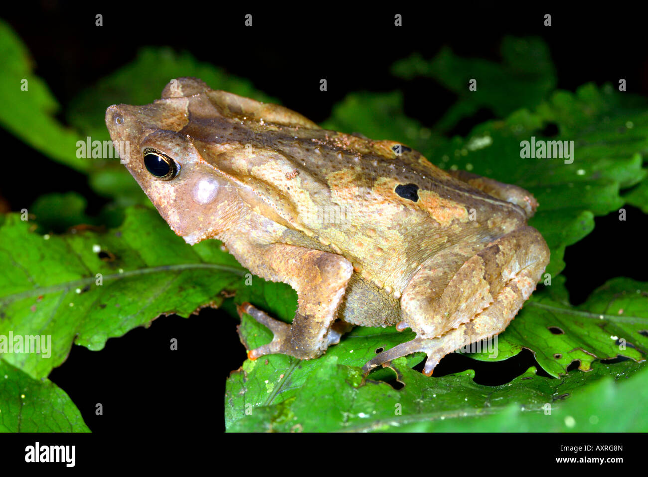 Amazon Crested Toad (Rhinella margaritifer species complex Stock Photo ...