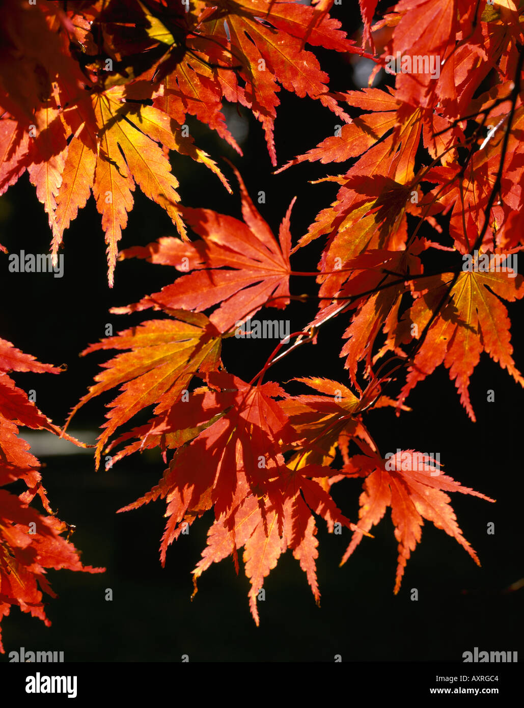 The stunning autumn colour's on the leaves of the trees at Westonbirt ...