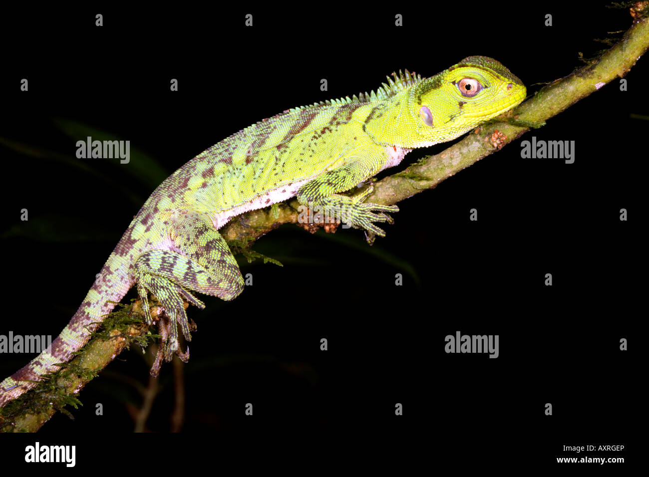 Amazon Forest Dragon (Enyalioides laticeps Stock Photo - Alamy