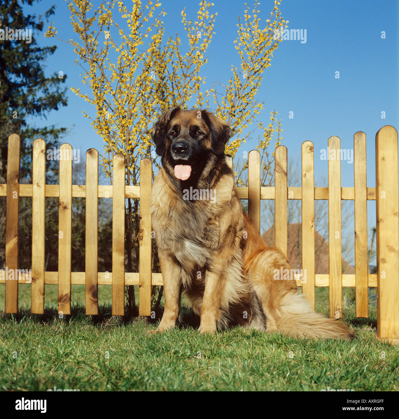 Leonberger dog hi-res stock photography and images - Alamy