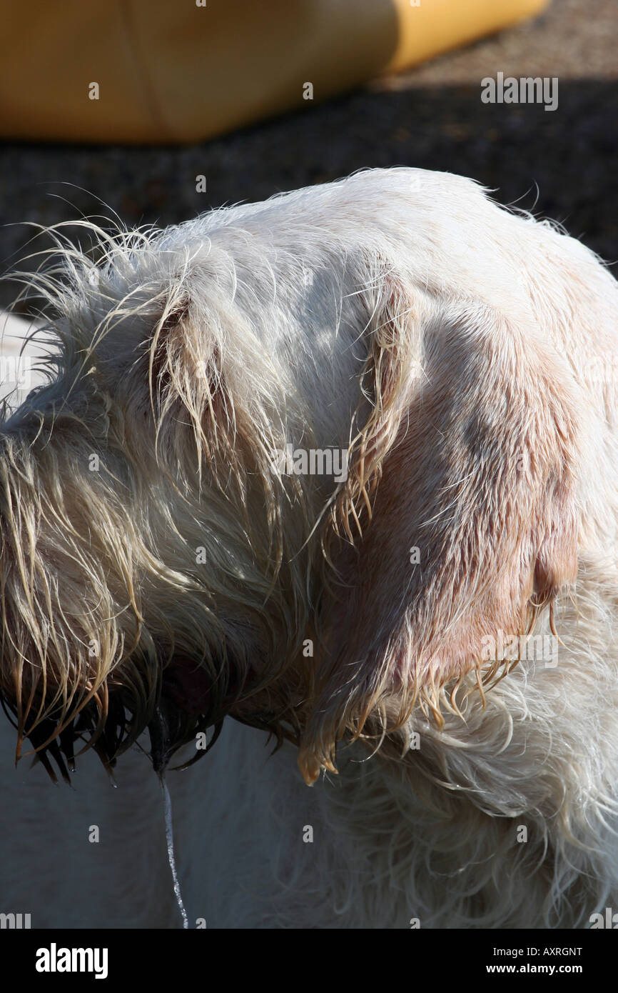 Close-up portrait of a wet white dog Stock Photo - Alamy