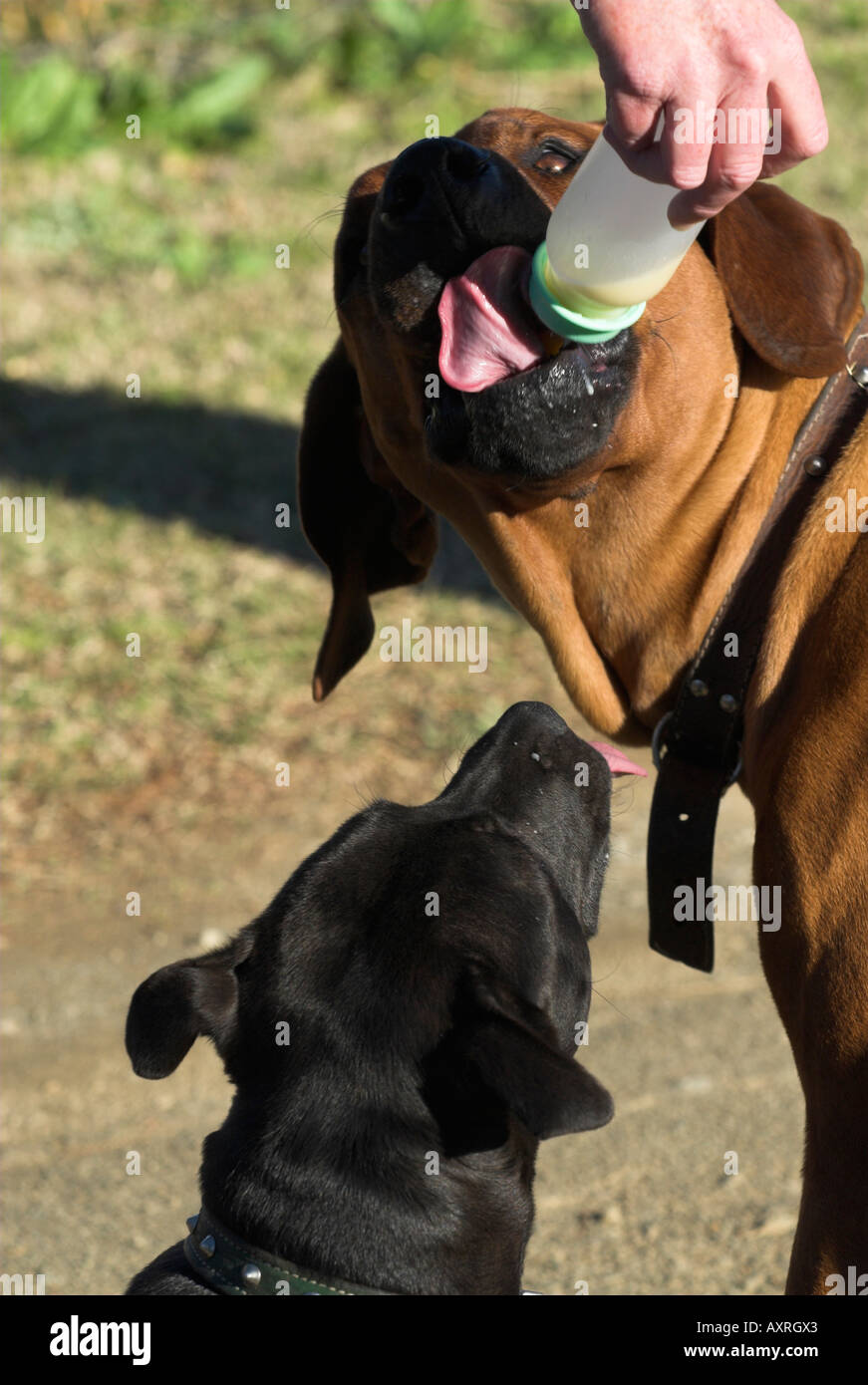 Pets dogs domestic animal comedy humour Stock Photo - Alamy