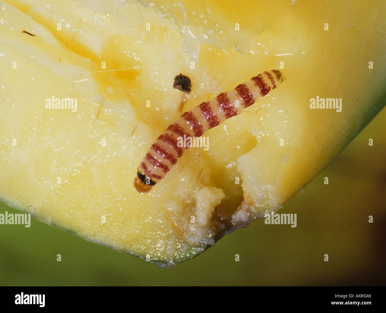 Red banded mango caterpillar deanolis hi-res stock photography and ...
