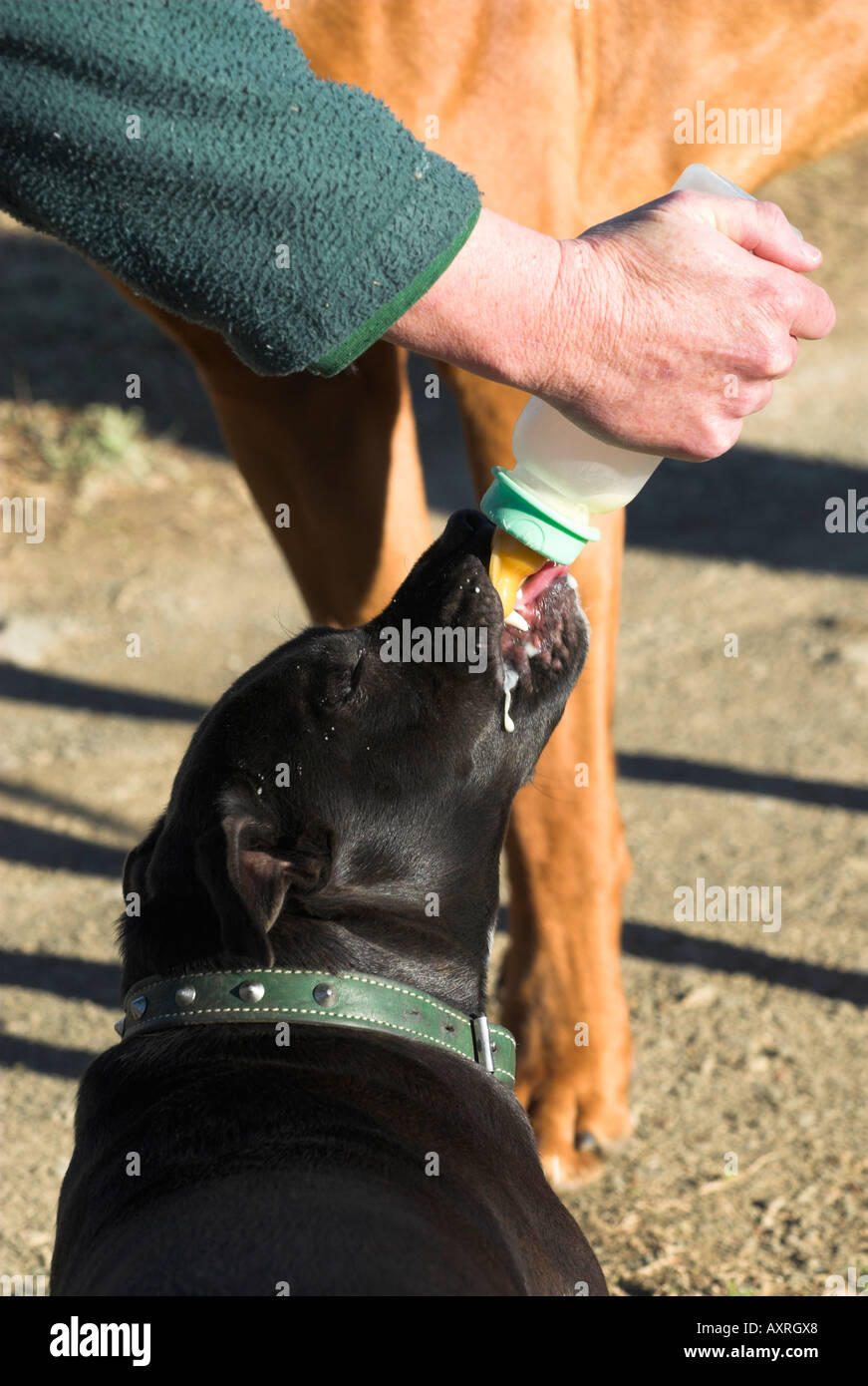 Comedy farm hi-res stock photography and images - Alamy