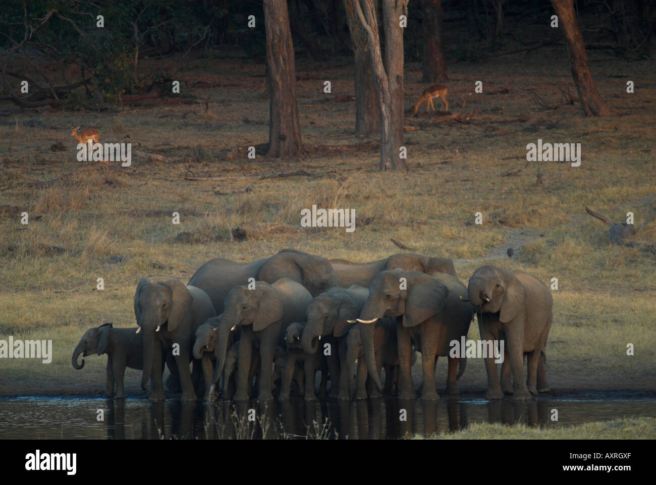 Elephant life cycle hi-res stock photography and images - Alamy