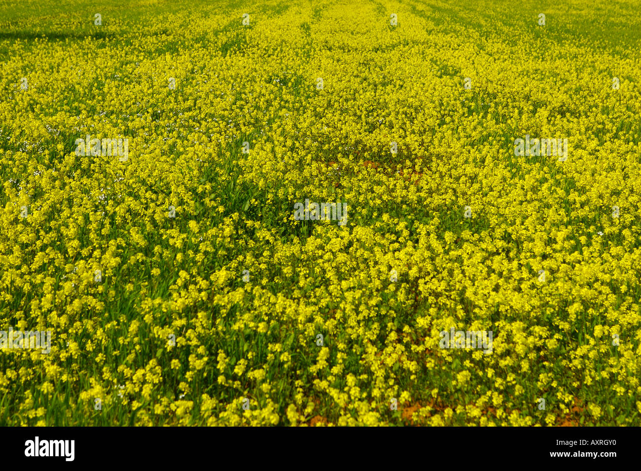 Fields of flowers in Majorca Stock Photo - Alamy