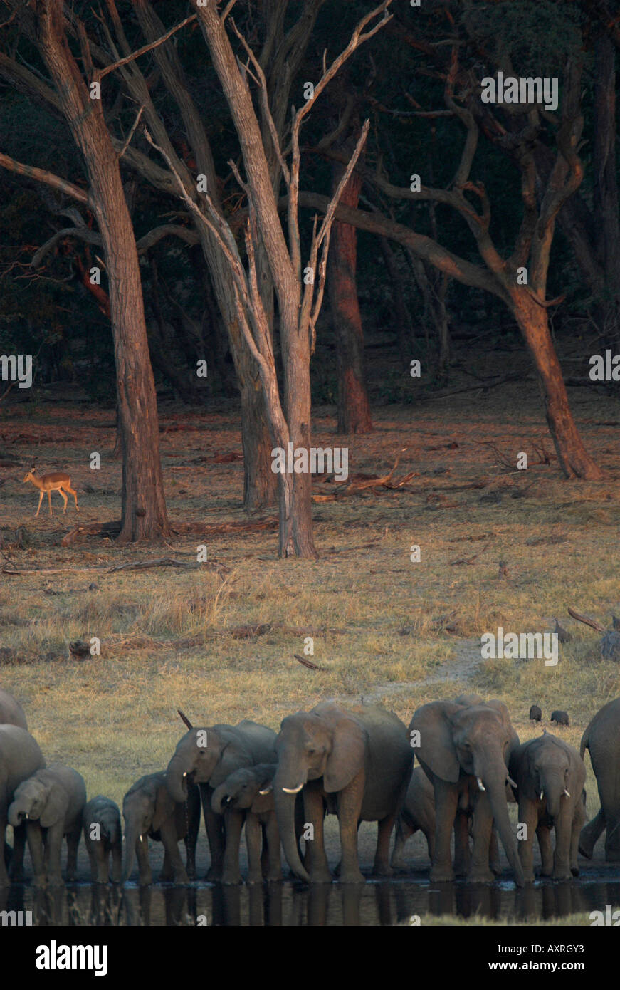 Elephant life cycle hi-res stock photography and images - Alamy