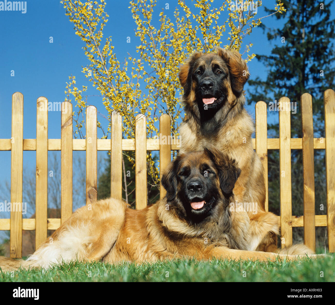 Leonberger Dogs High Resolution Stock Photography and Images - Alamy