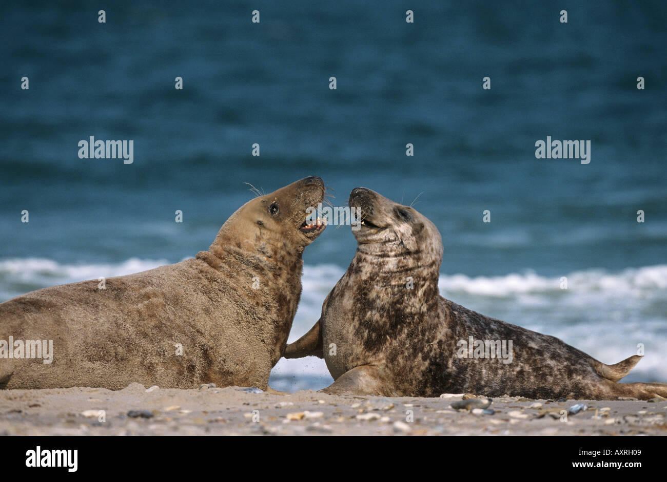 Two seals hi-res stock photography and images - Alamy